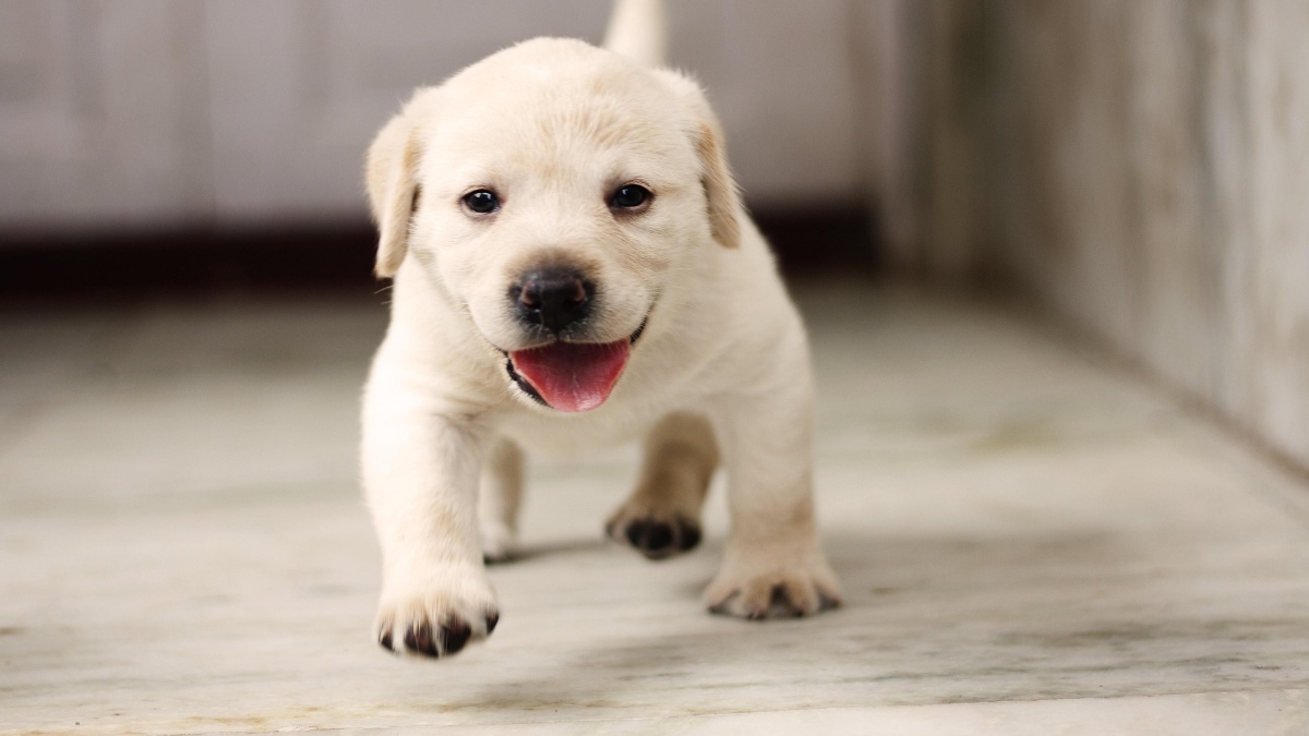 How long should dog training sessions really last?