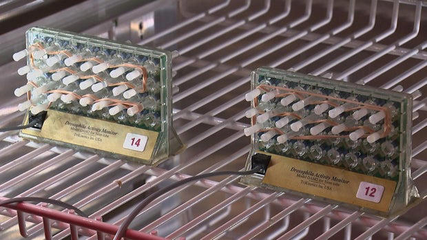 Good vibrations? Jefferson research using fruit flies to test way to ...