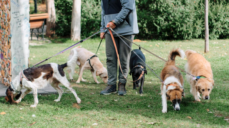 Map reveals spread of canine illness across multiple states, raising ...