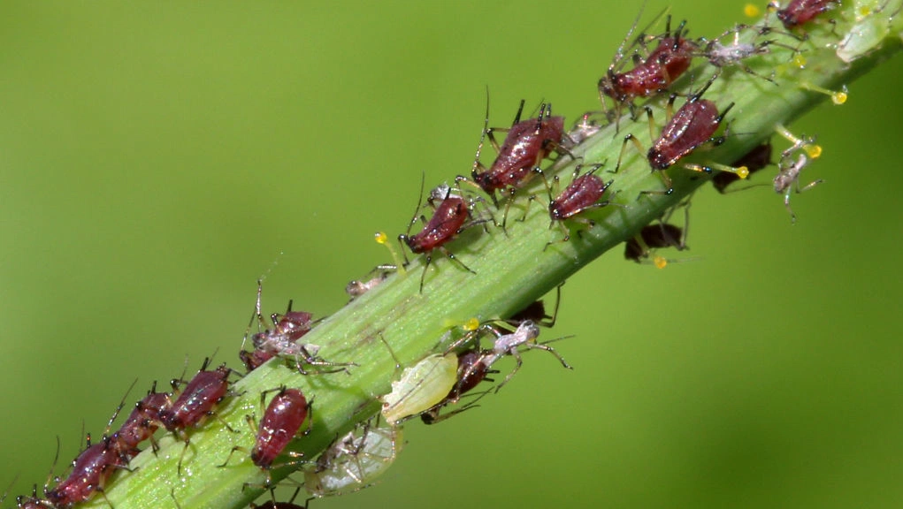 Experts share natural aphid control and summer prep tips