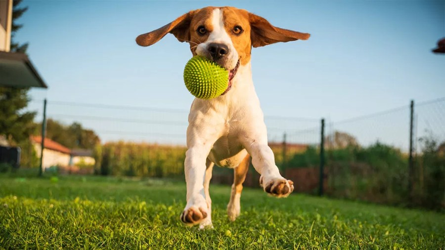 Grand Rapids Parks and Recreation to offer dog training classes