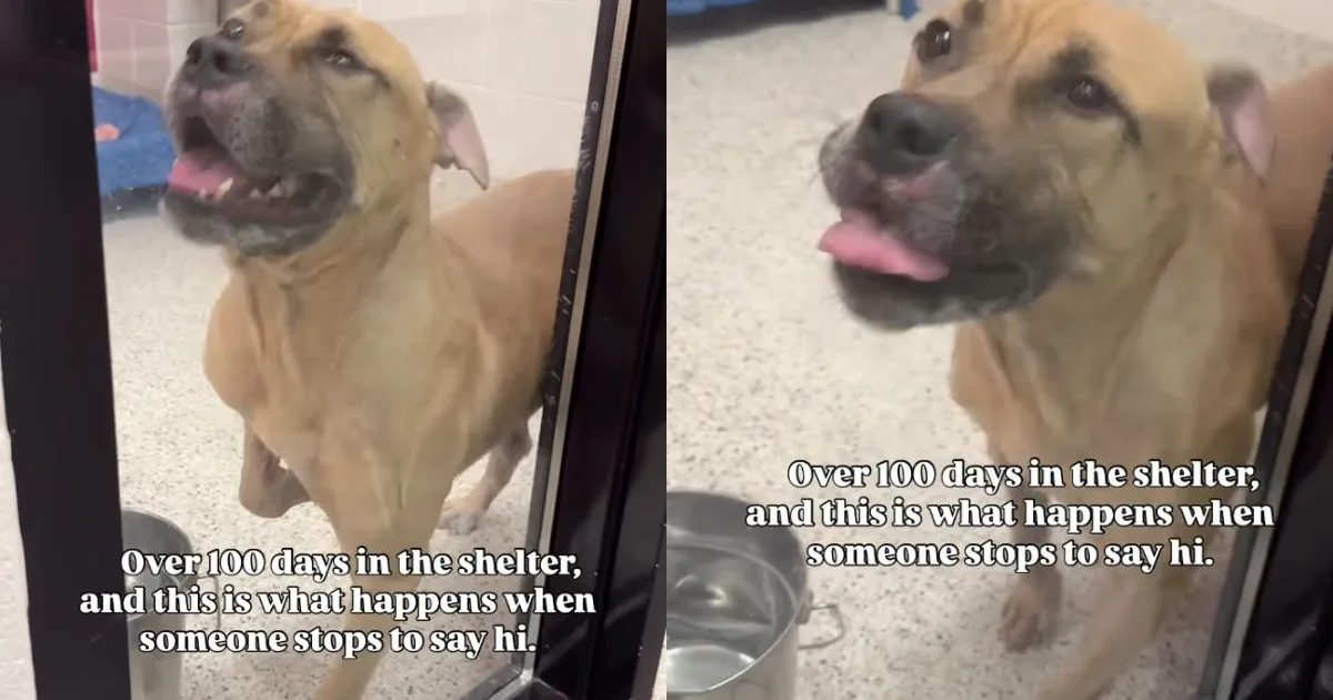Rescue dog spent months in kennel but still has hope someone will ...
