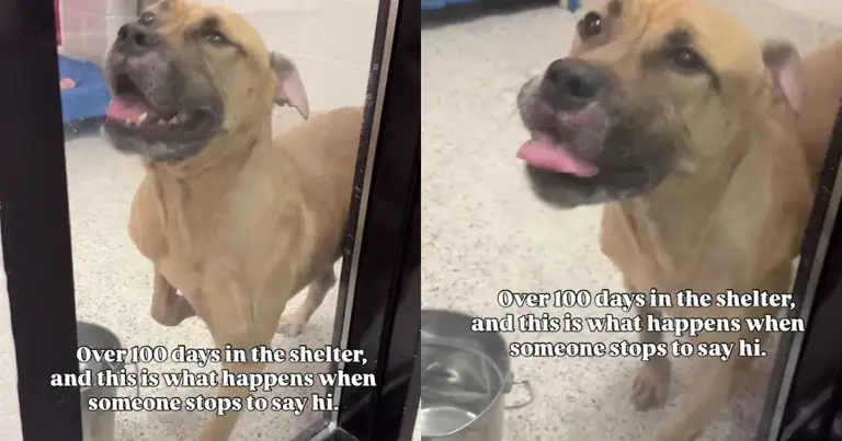 Rescue dog spent months in kennel but still has hope someone will ...