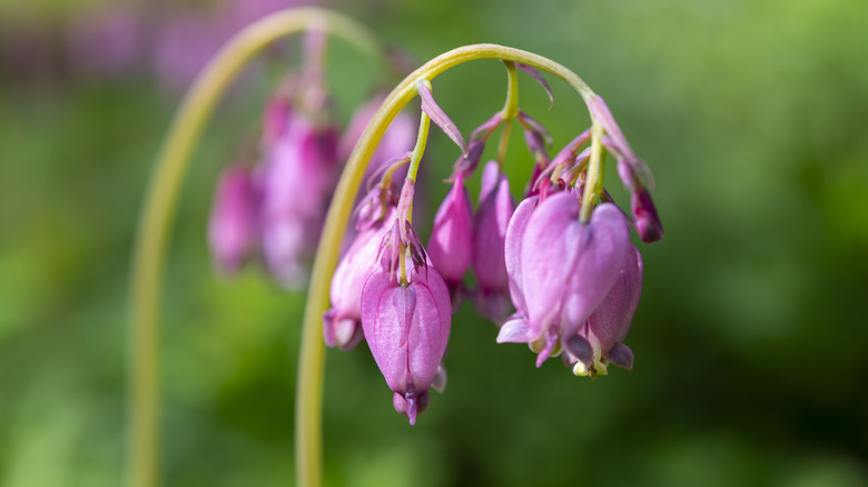 9 problems with bleeding heart flowers to watch out for