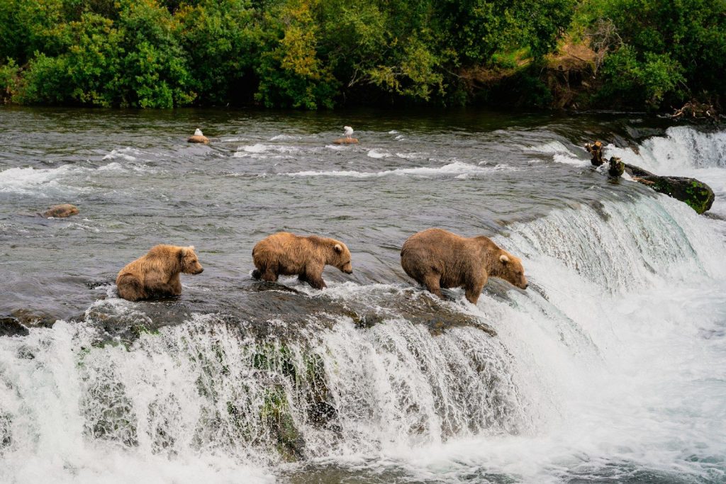 Alaska’s breathtaking natural wonders and wildlife you have to see