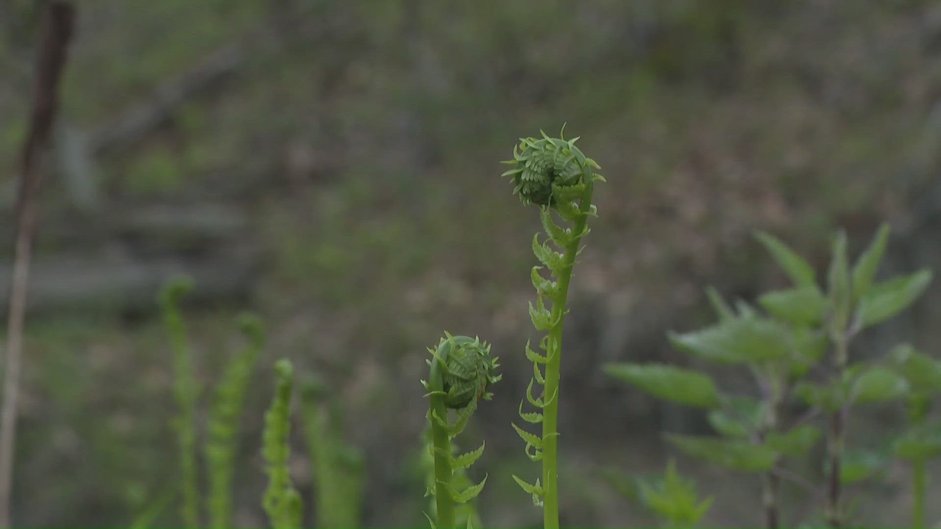 It's fiddlehead season in Maine