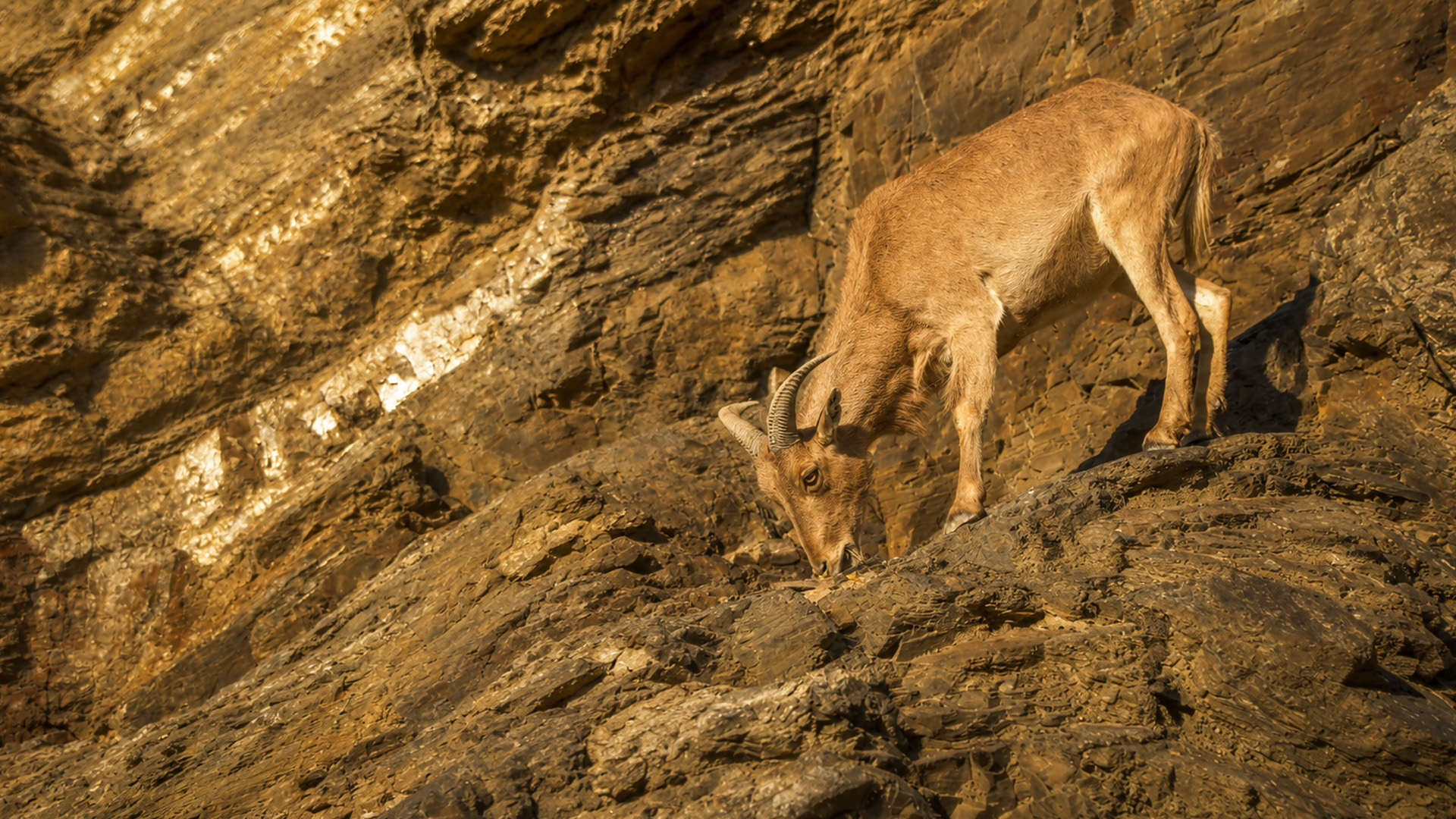 This mountain animal walked across a cliff terrain with ease