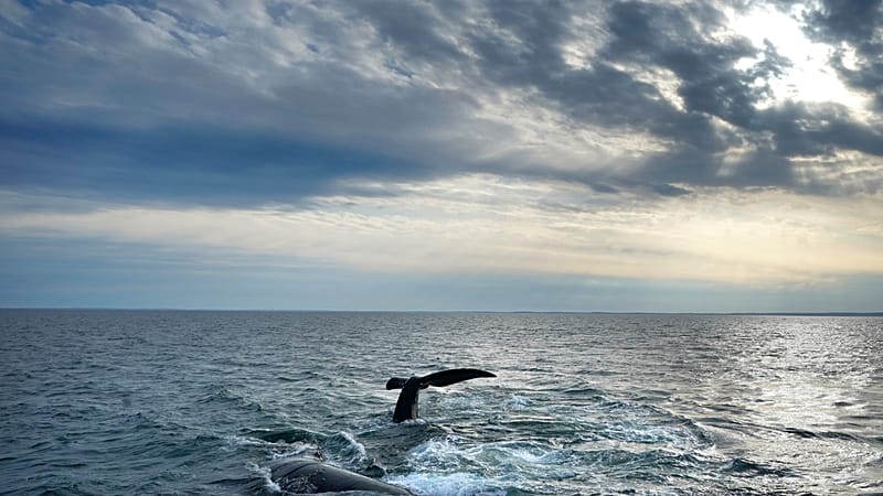Carcassa davanti all’isola di Anholt: Danimarca recupererà la balena ...