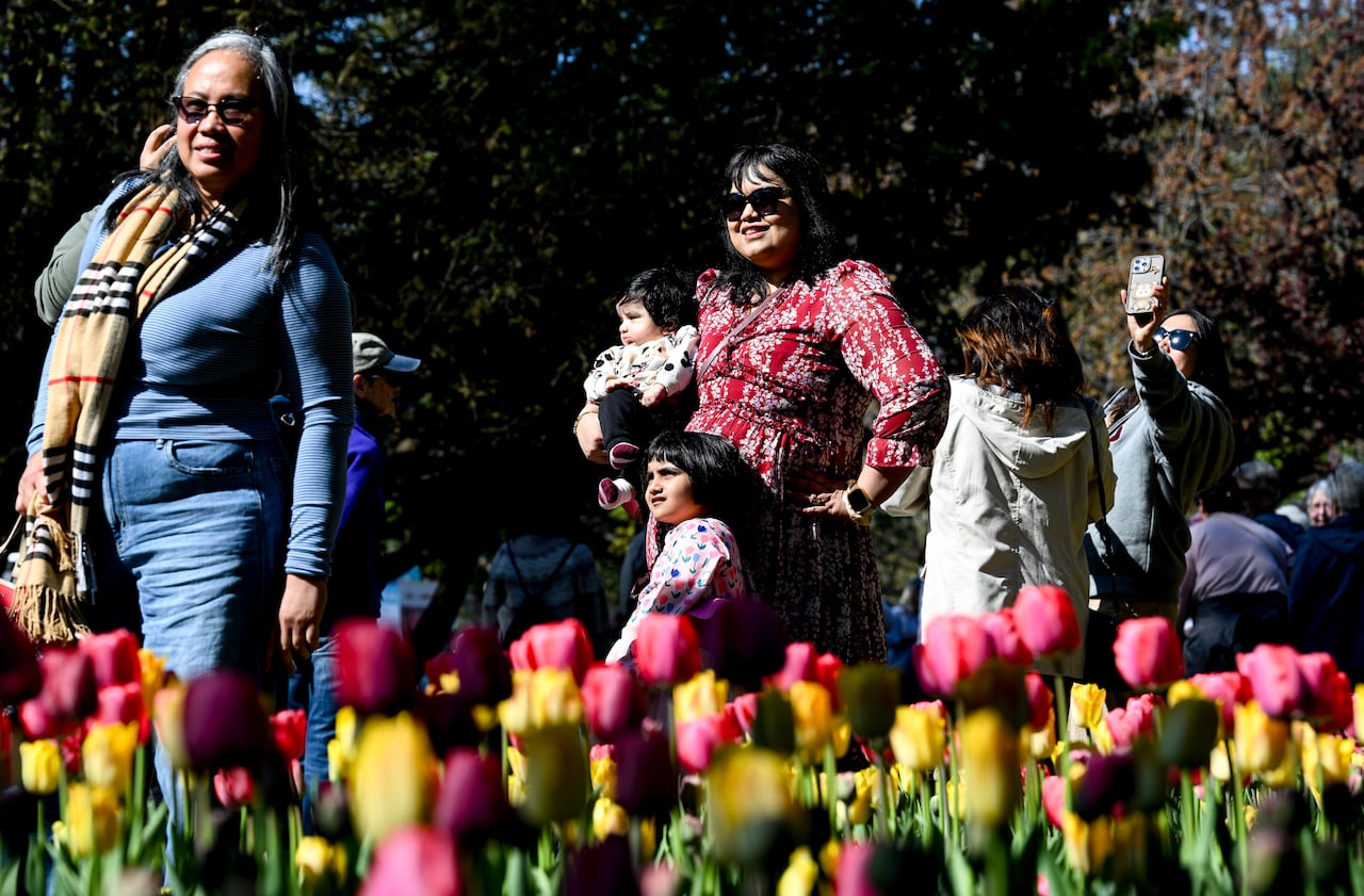 Organizers report fewer US visitors to Canadian Tulip Festival