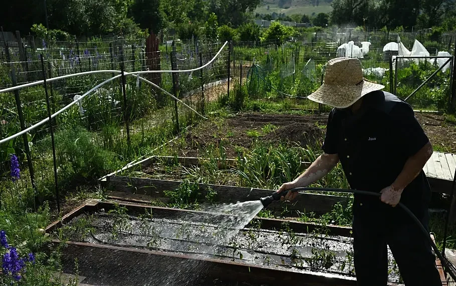 Experts share natural aphid control and summer prep tips