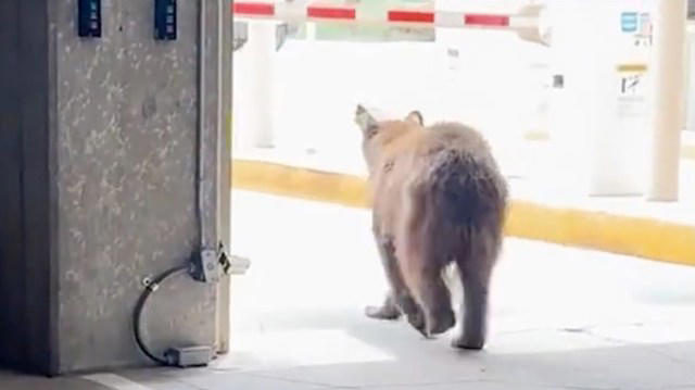 Colorado warns bear encounters will surge after attorney finds one in ...