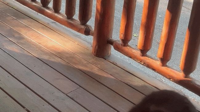Adorable bear cubs spotted sparring on cabin porch