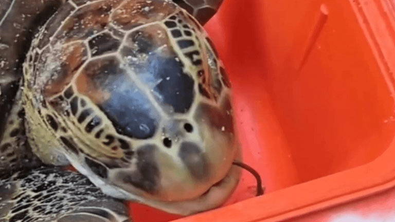 Rehabilitated sea turtle Earthica returns to ocean after rescue at ...