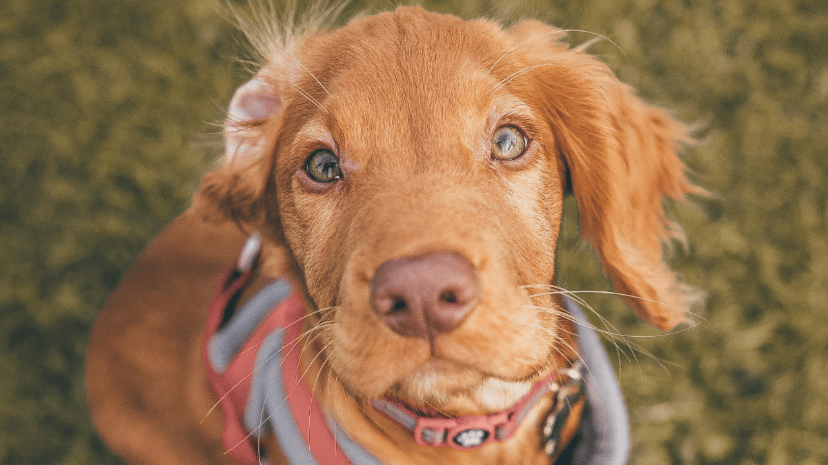 7 things dogs do when they dont trust someone