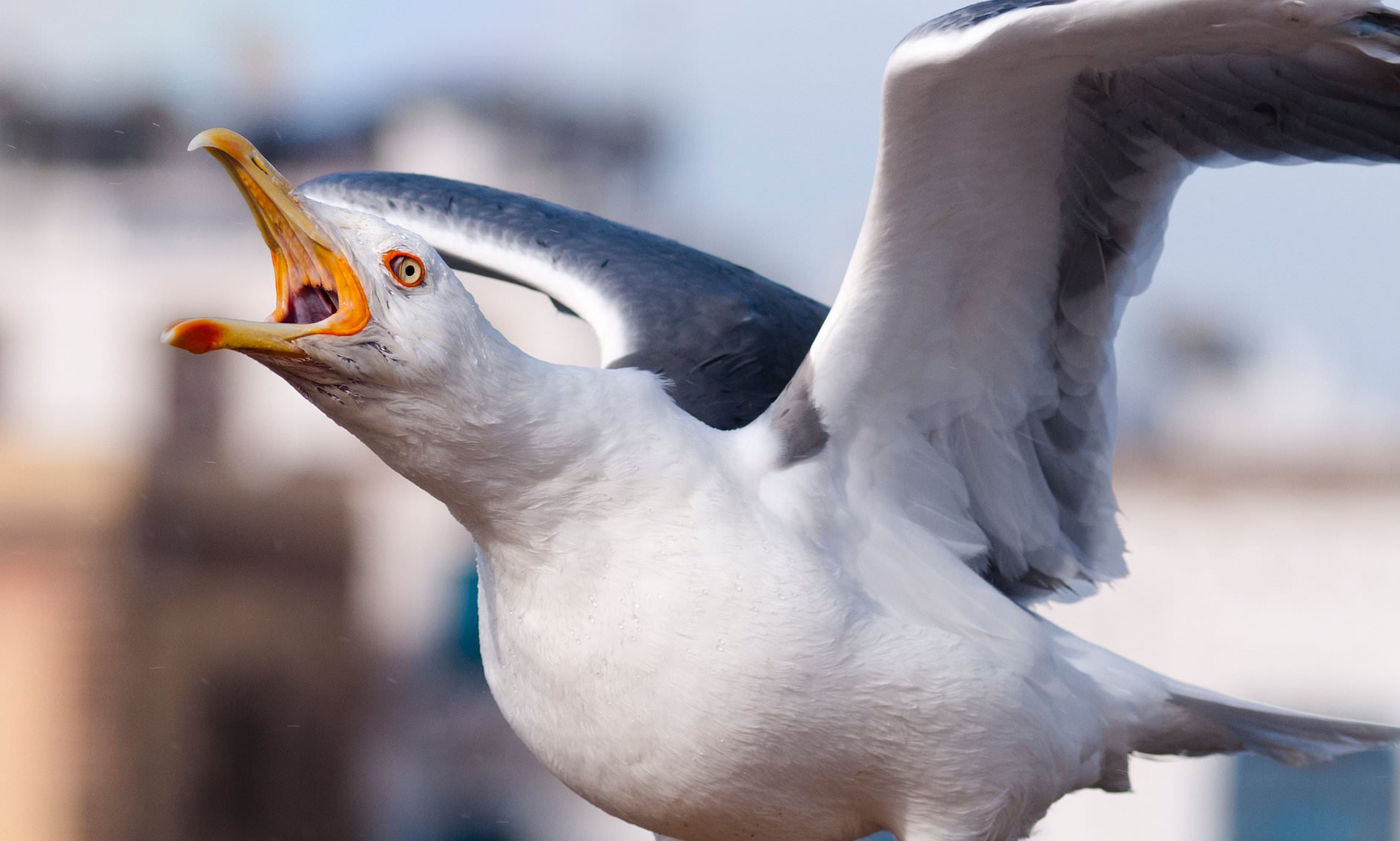 'The gulls have won'... council's plans to tackle bird menace fail to ...