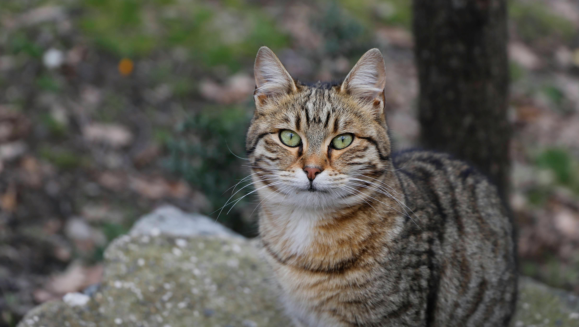 A wildcat couple did something in Czech forests that hasn't happened ...