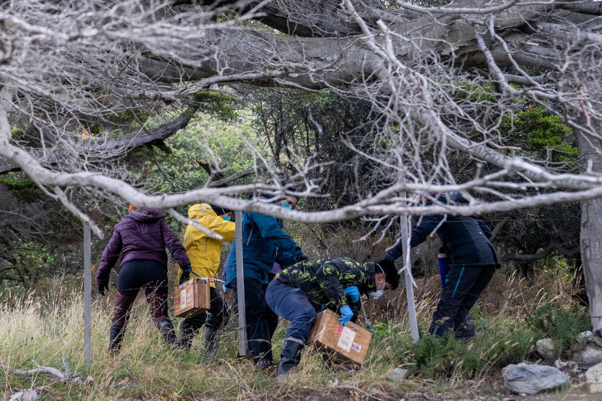 Argentines hunting for source of hantavirus outbreak trap rats in ...