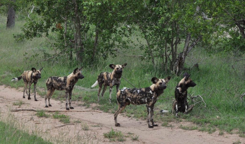 Chernobyl’s wild dogs may be evolving faster than scientists expected