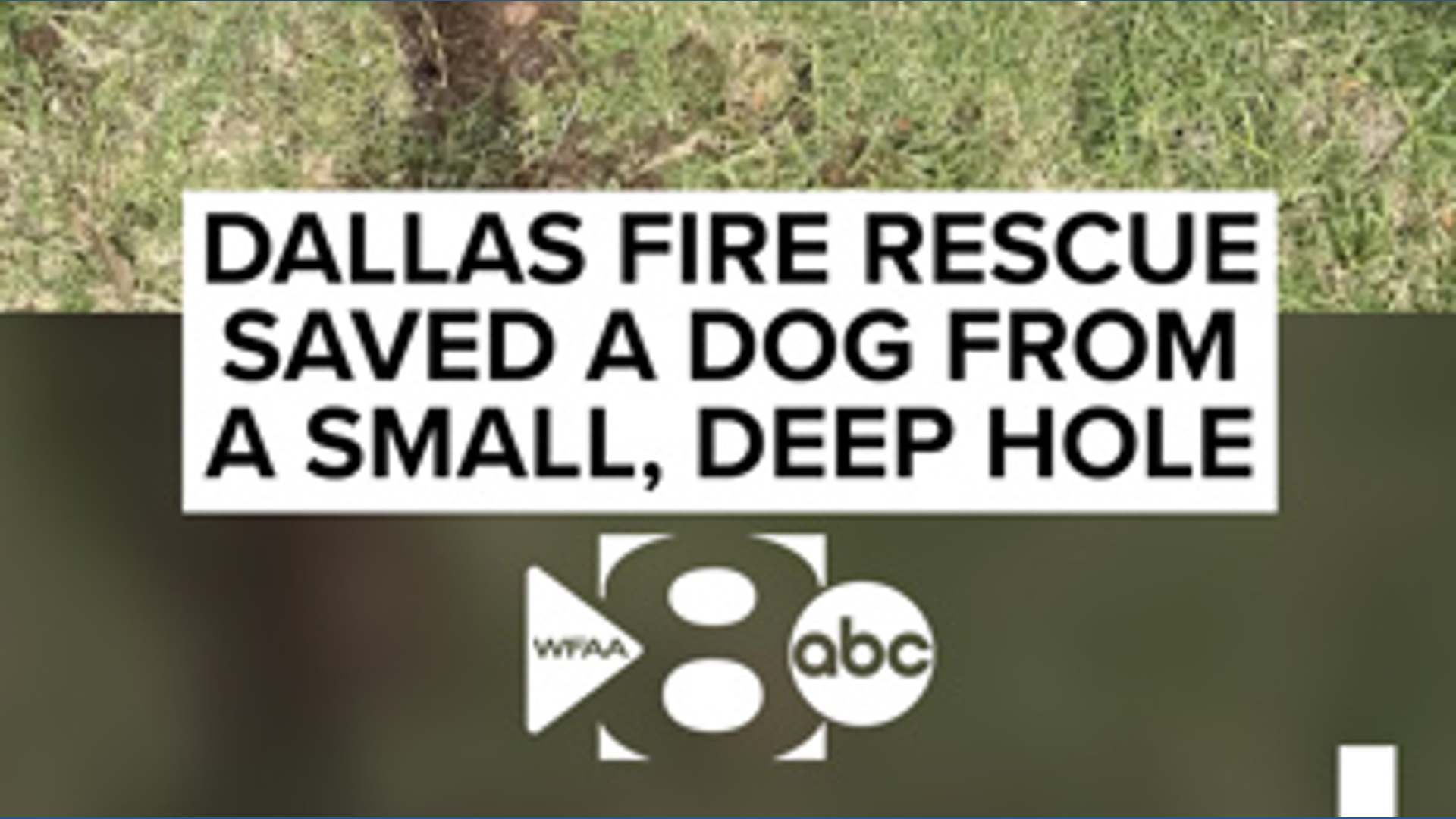 Dallas Fire-Rescue saved a dog from a small, deep hole