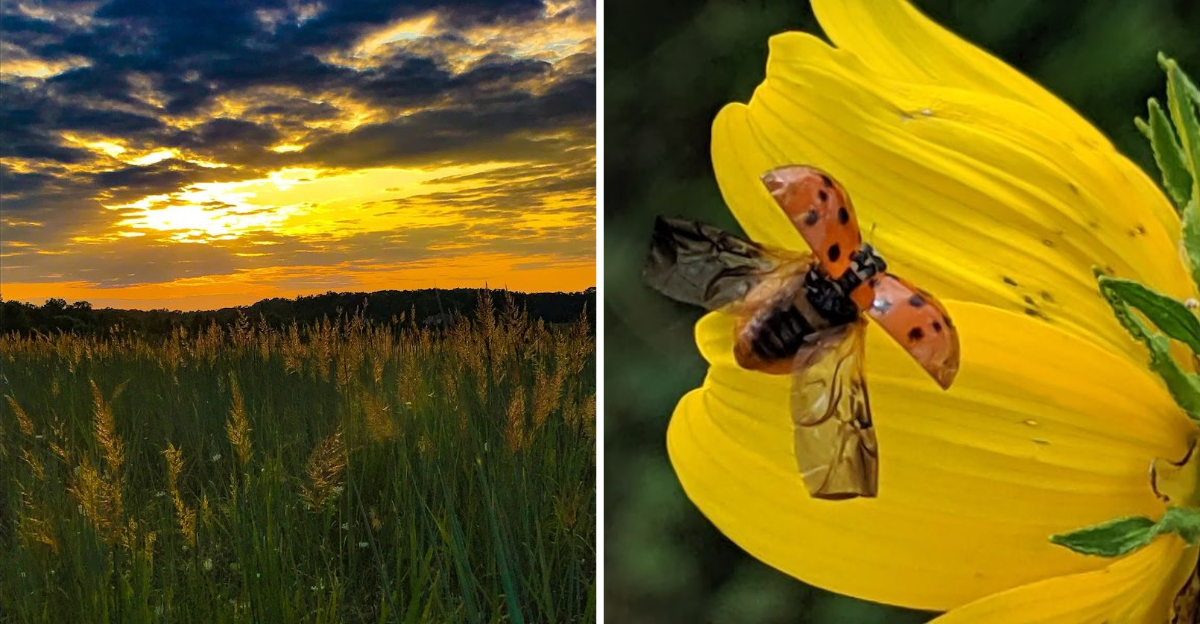 This tranquil New Jersey escape offers 1,600 acres of wildflower ...