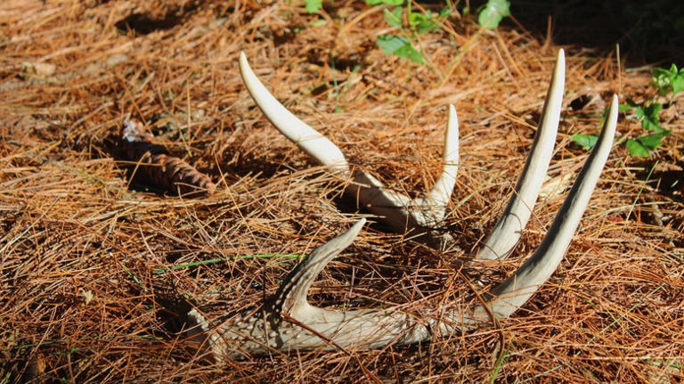 Here's what to do when you find shed deer antlers near your yard