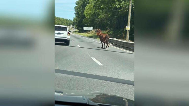 10 mustangs are still running loose in Iredell County. Horse owner charged