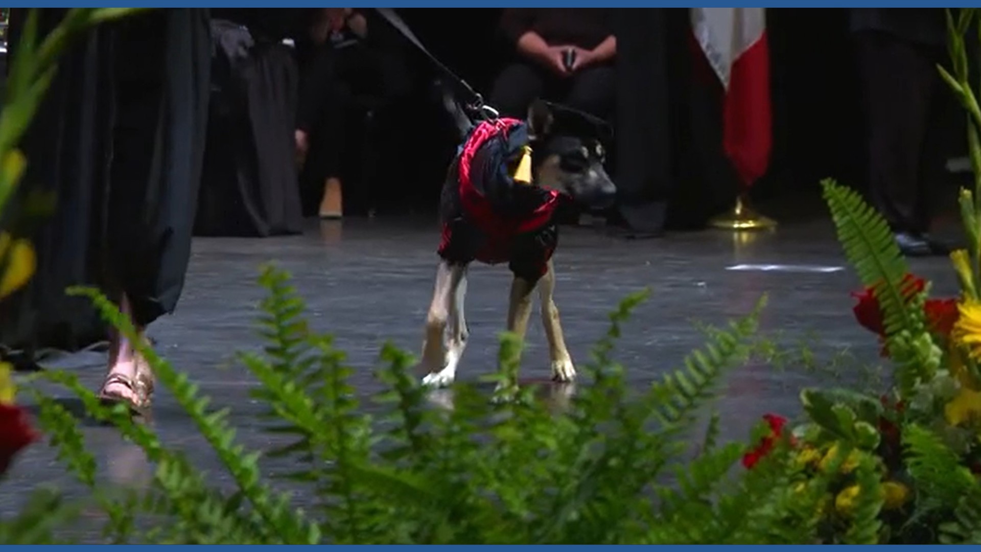 Dog crashes Iowa graduation for students who saved it