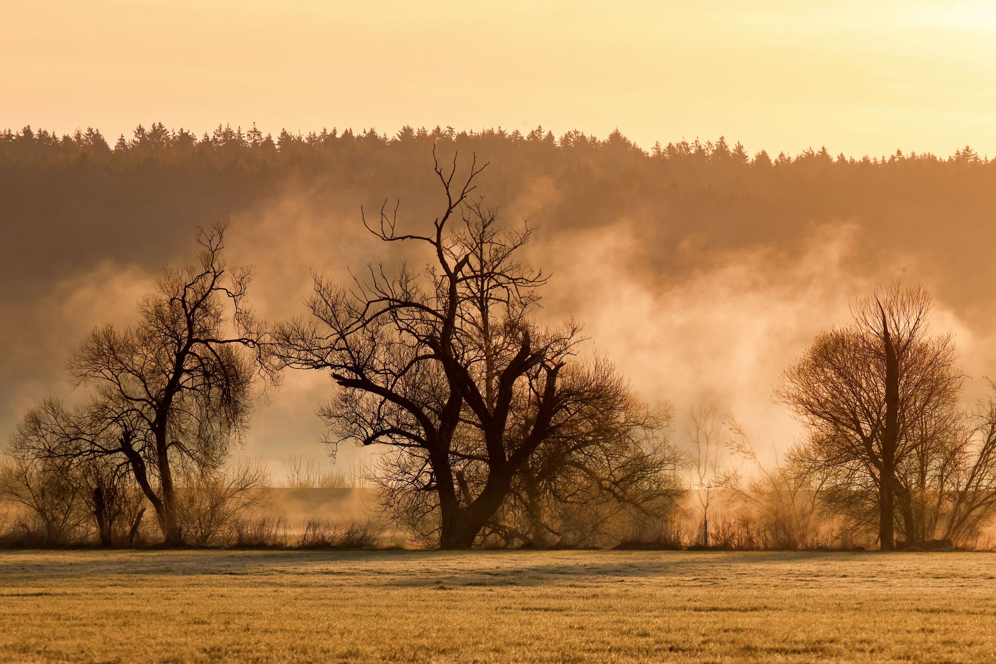 Report finds German forests still suffering from heat and drought