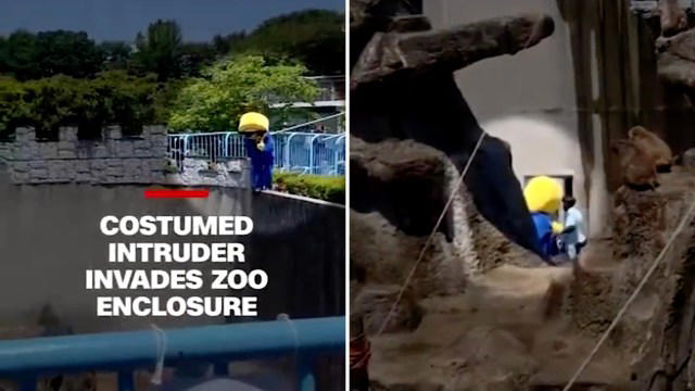 Two Americans arrested after man in emoji suit jumps into enclosure of ...