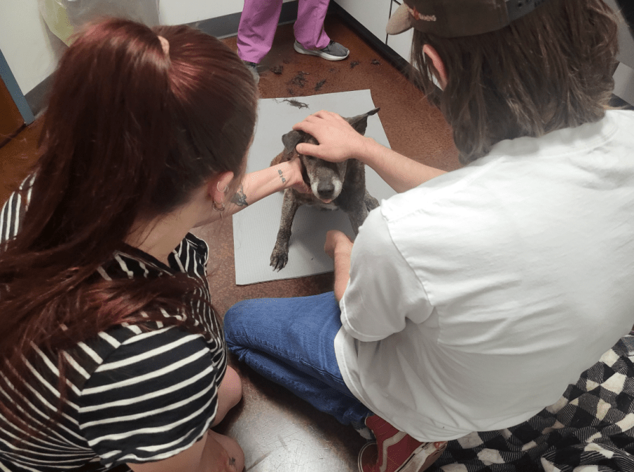 Animal Protective Services reunites family with lost dog