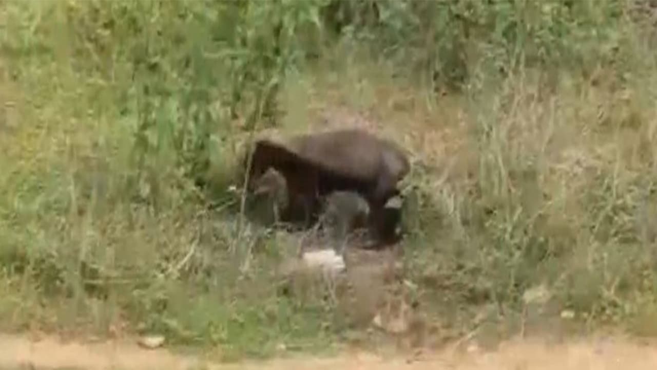Odisha: Rare honey badger on rampage, injures five in Mayurbhanj