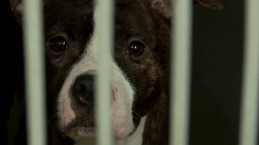 Scammers reportedly using AI to target Arkansas pet owners who post ...