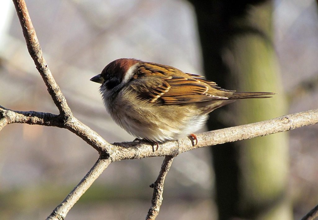 Common birds found in everyday backyards and gardens