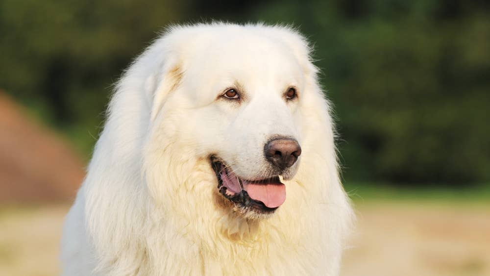 Great Pyrenees has a total man crush on the neighbor—and it’s too cute