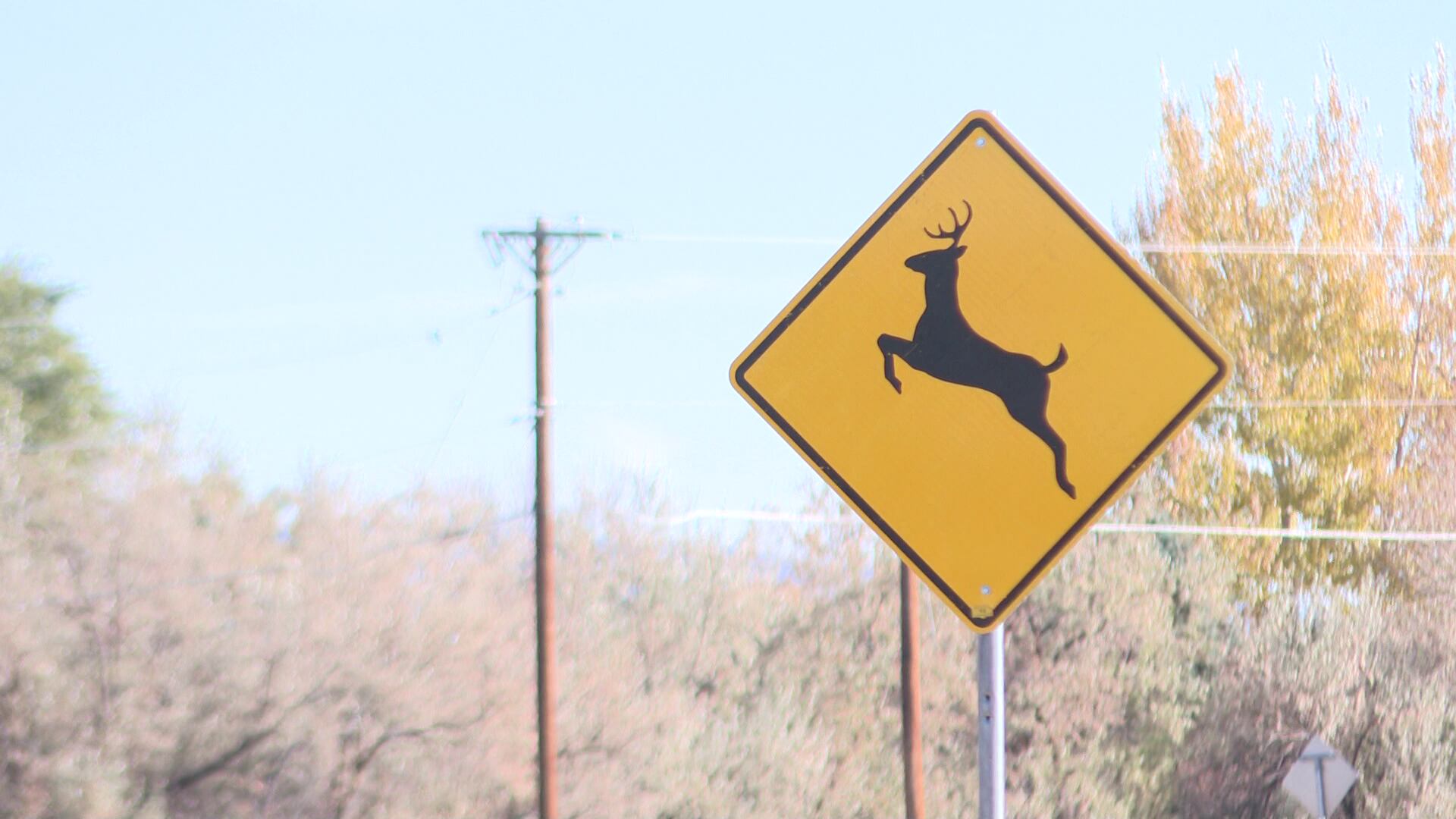 More than 7,700 animals killed on Colorado roads in 2025, report shows
