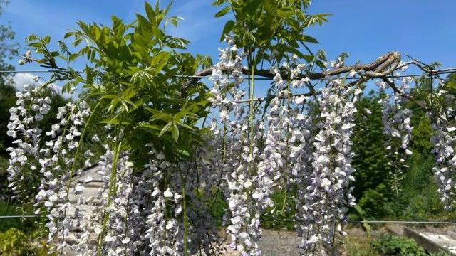 Gardener 'can't believe' Chelsea Flower Show win