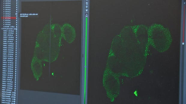 Good vibrations? Jefferson research using fruit flies to test way to ...