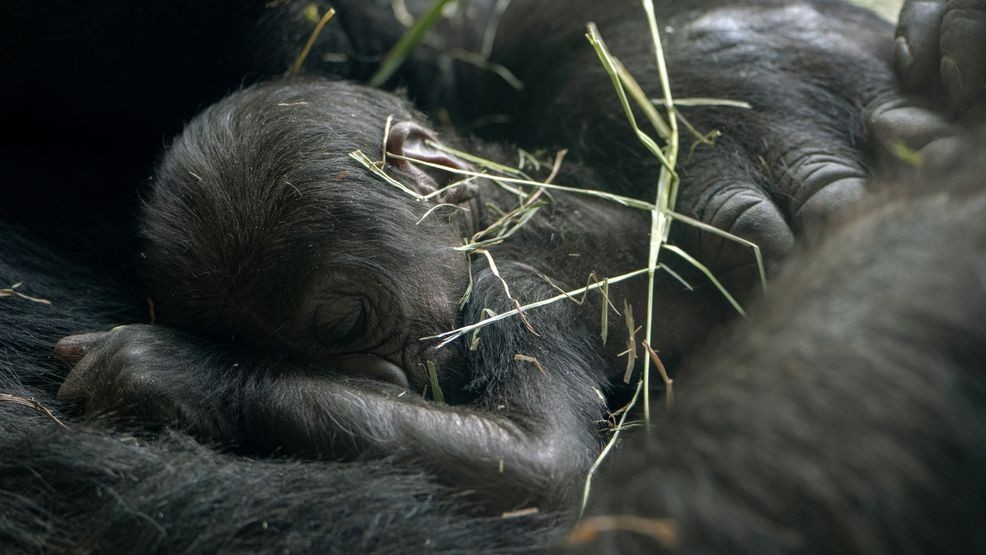 Woodland Park Zoo welcomes newborn western lowland gorilla, first of 2 ...