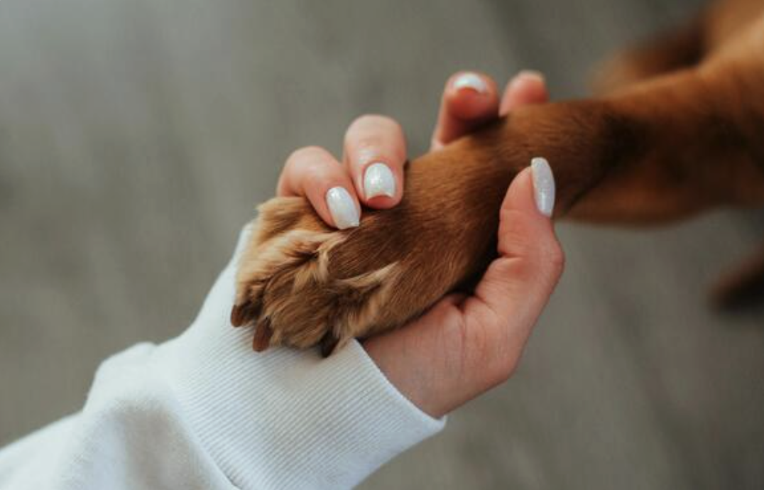 How this Massachusetts 'pet plate' is funding second chances for ...