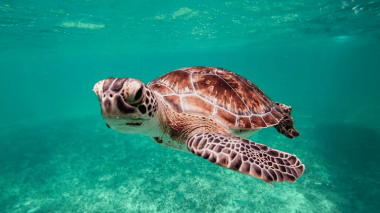 Sea turtles and manatees win: Mexico blocks controversial Perfect Day ...