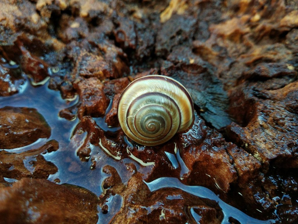 This snail appears harmless, but it is responsible for over 10,000 ...