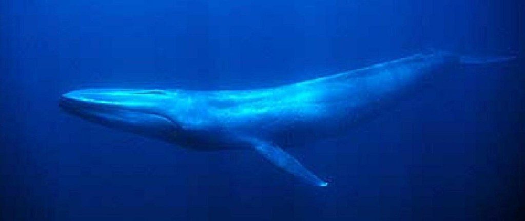 The largest animal ever recorded on Earth lives on tiny shrimp, and the ...