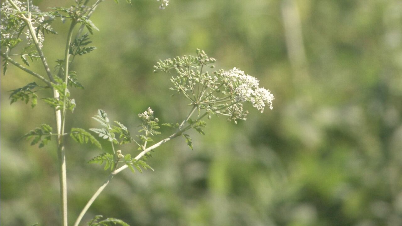 Arborist warns of deadly poison hemlock growing along Green Township ...