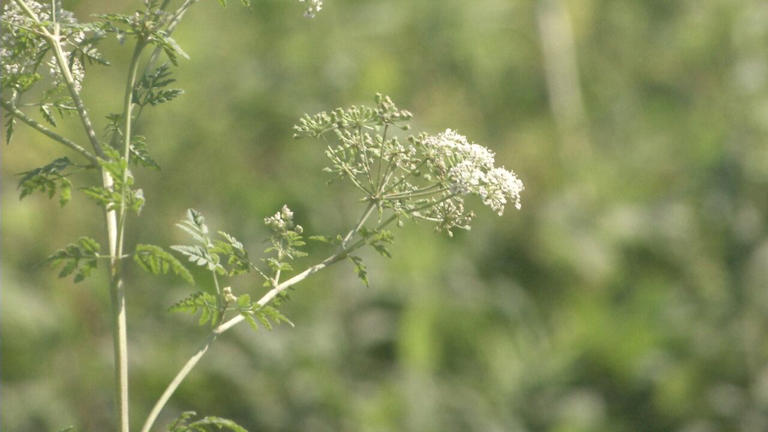 Arborist warns of deadly poison hemlock growing along Green Township ...
