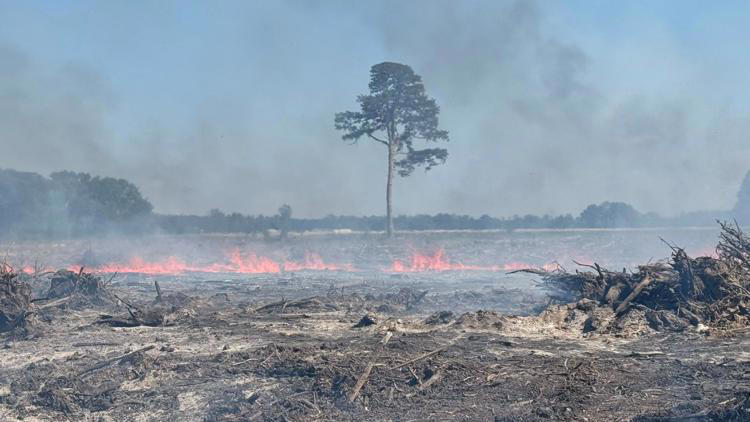 Firefighters contain large logging area blaze south of Windsor