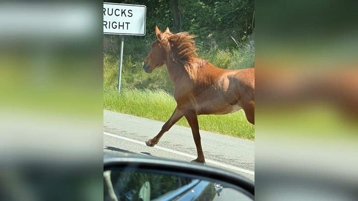 10 mustangs are still running loose in Iredell County. Horse owner charged
