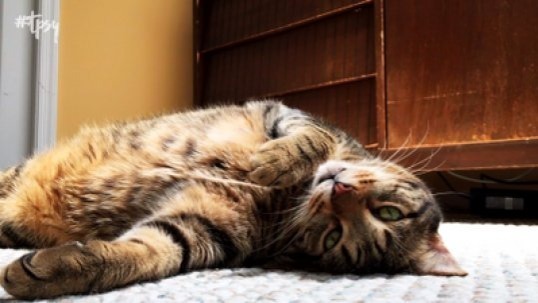 Practical tips for first-time cat owners