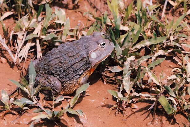 10 rare Indian animals most people never see