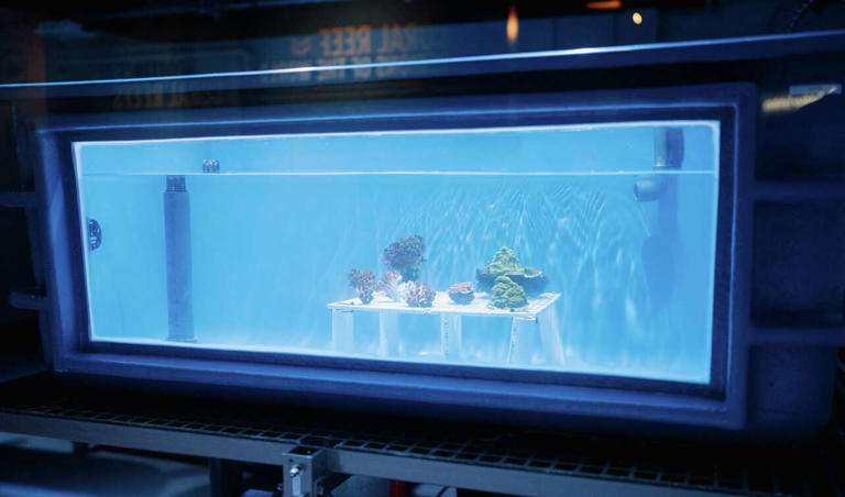 Mystic Aquarium's newest arrivals include corals and a baby seal