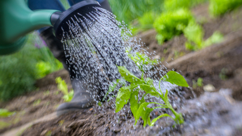 Essential tips for watering your vegetable garden efficiently